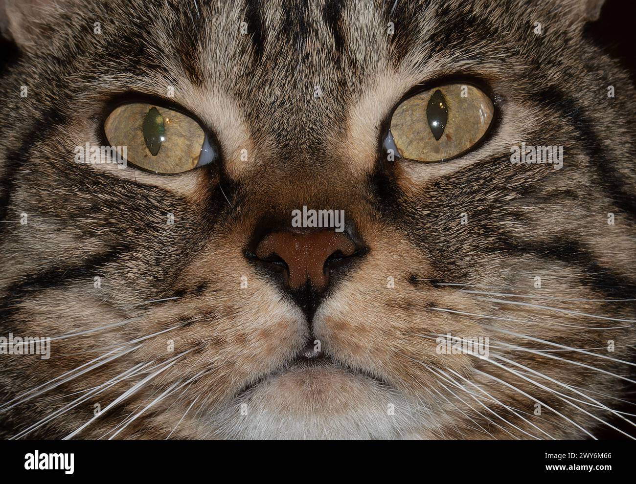A very handsome cat poses for the camera Stock Photo - Alamy
