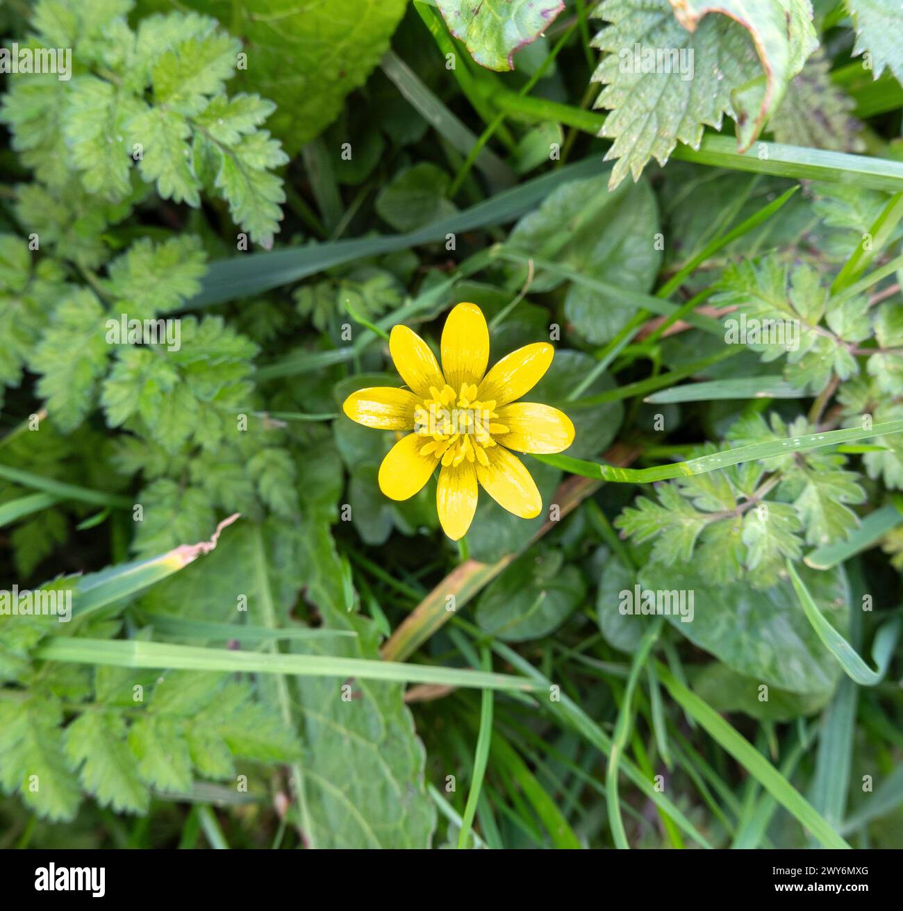 Ficaria verna wild flower Stock Photo - Alamy
