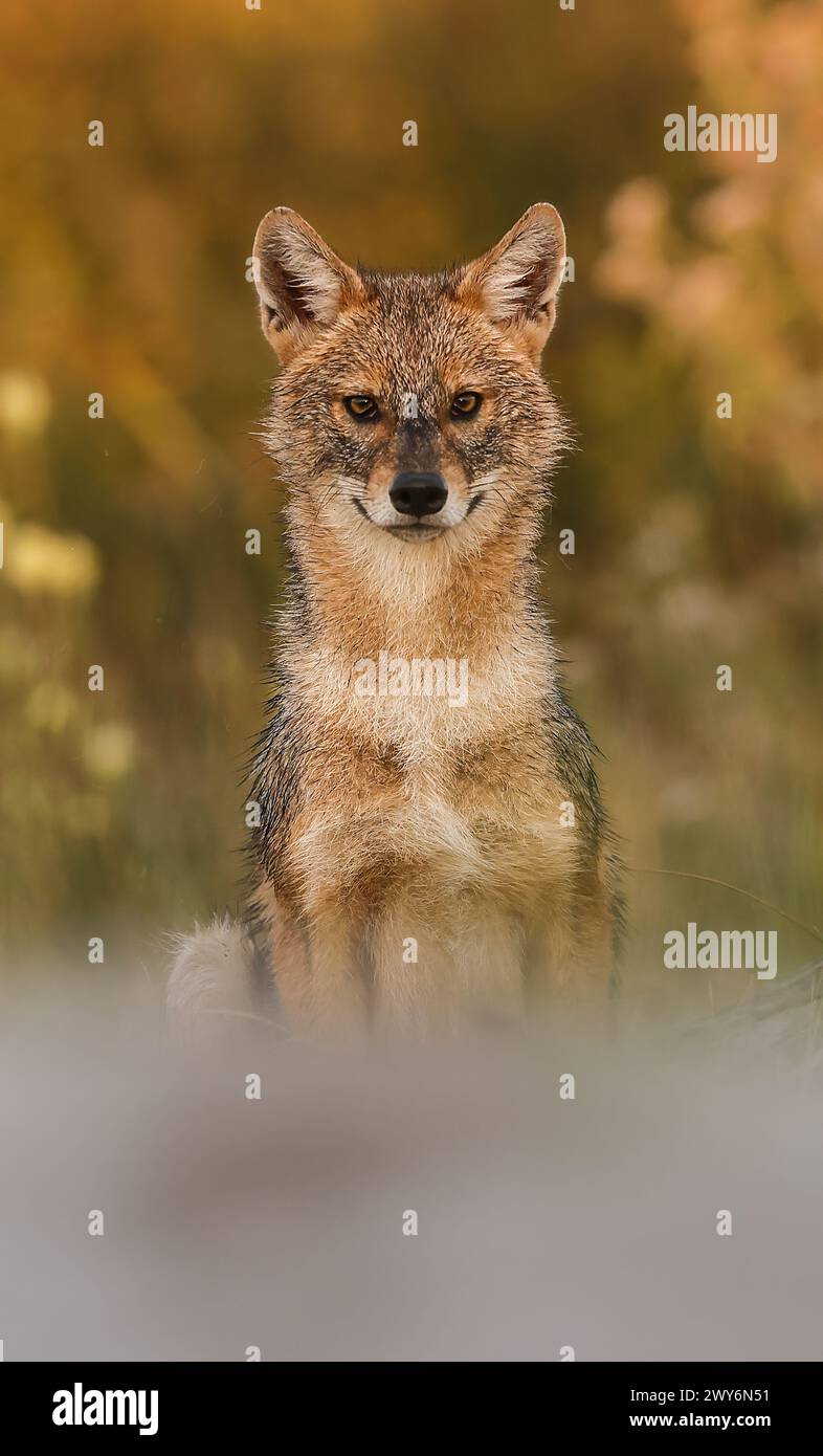 Golden jackal (Canis aureus), Danube Delta, Romania Stock Photo - Alamy