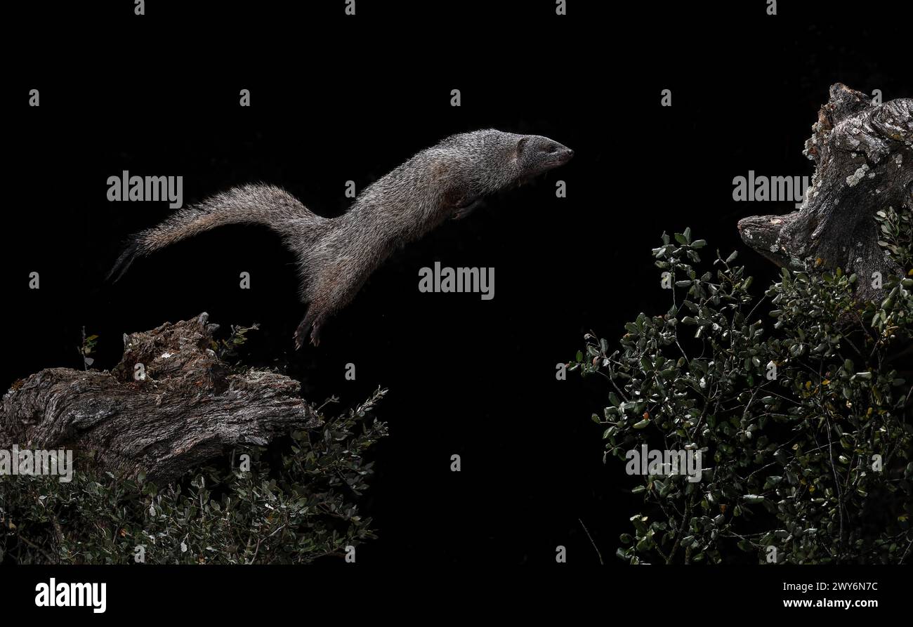 Mongoose tree hi-res stock photography and images - Alamy