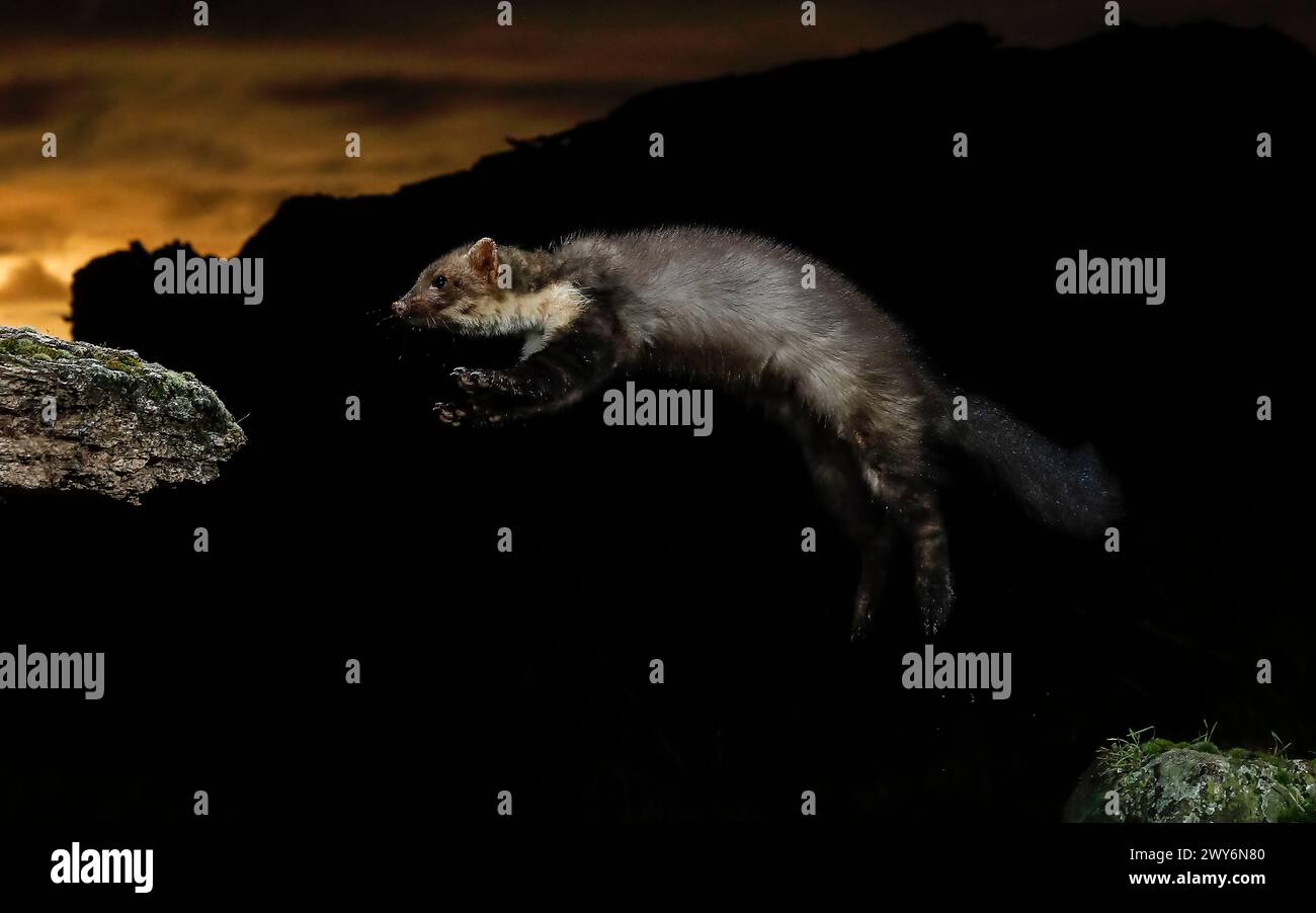 Marten hunting tree hi-res stock photography and images - Alamy