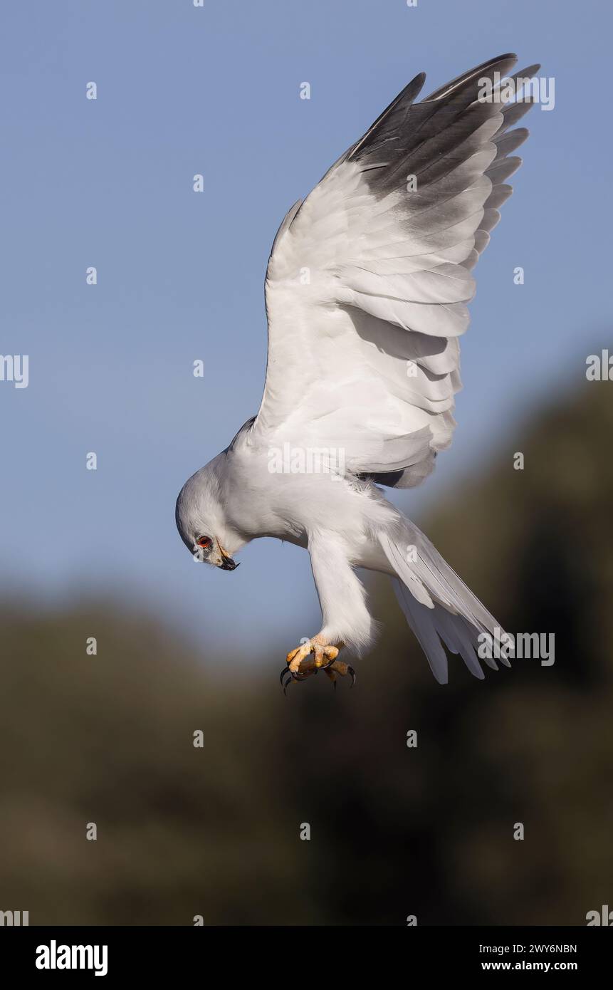 Black-winged Kite (Elanus caeruleus), Salamanca, Castilla y León, Spain ...