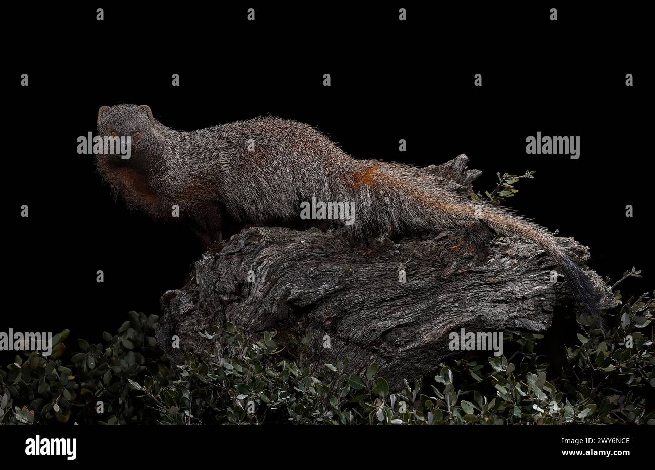 Mongoose behavior hi-res stock photography and images - Alamy