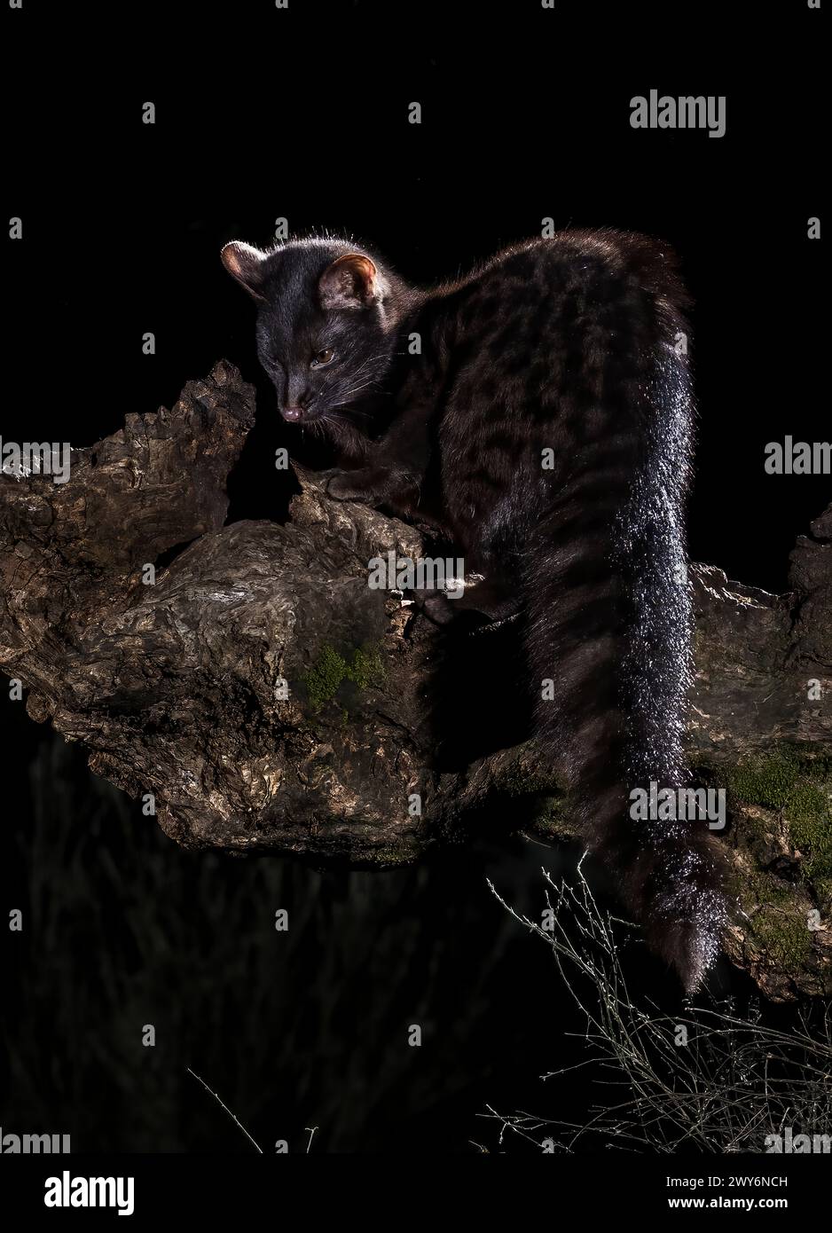 Common genet (Genetta genetta) at night, Salamanca, Castilla y Leon ...