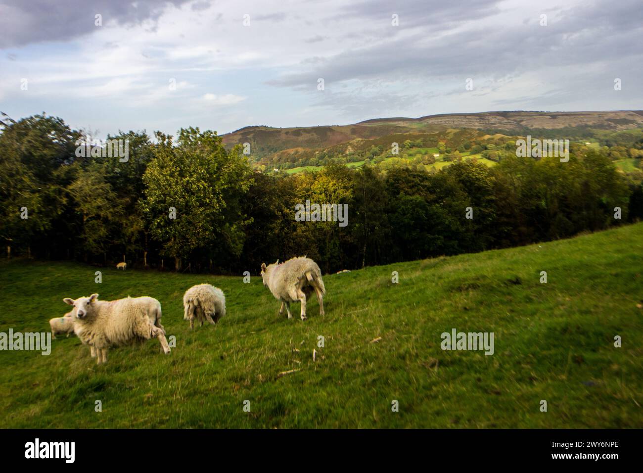 A small flock of sheep in their pasture surrounded by the broadleaf ...