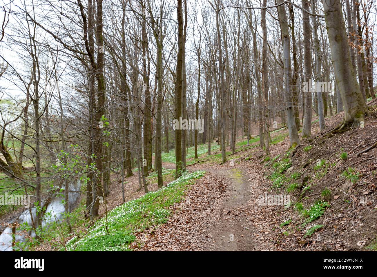 Early spring deciduous forest with flowering wood anemone. Cloudy day ...