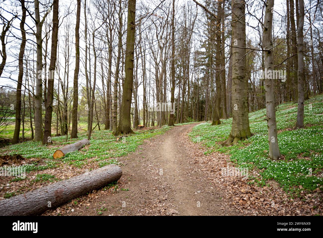 Early spring deciduous forest with flowering wood anemone. Cloudy day ...
