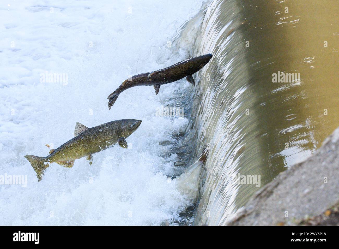 Toronto, On, Canada - October 20, 2023: Salmon Run on the Humber River ...