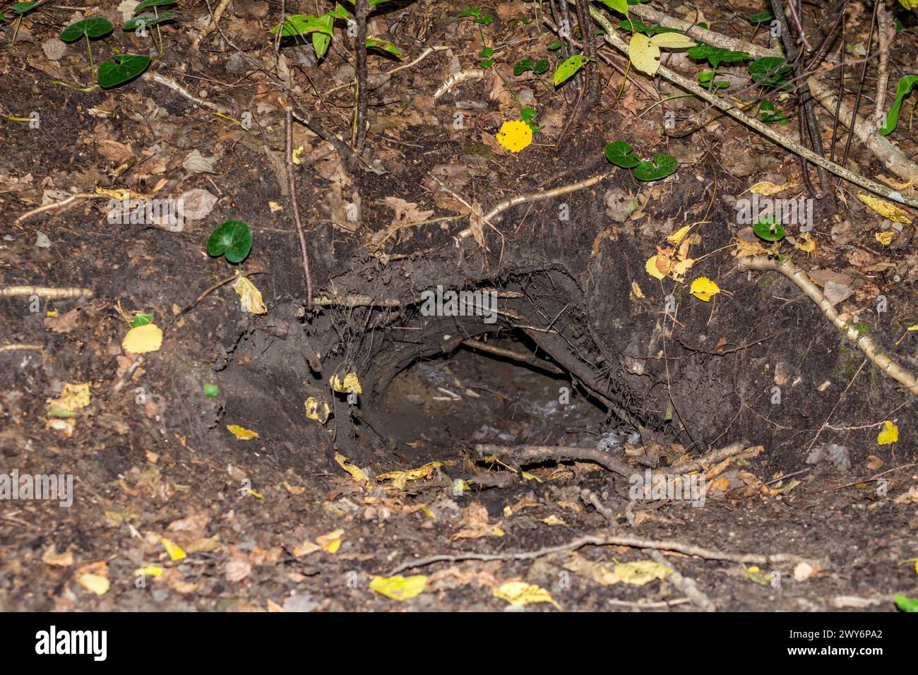 Large fox hole in the forest Stock Photo - Alamy