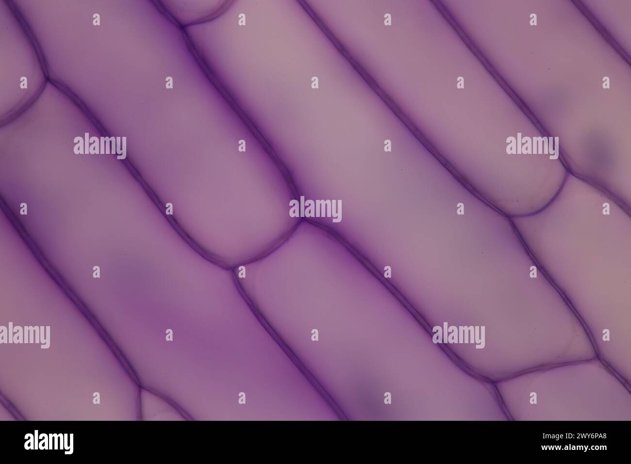 Onion cells hi-res stock photography and images - Alamy