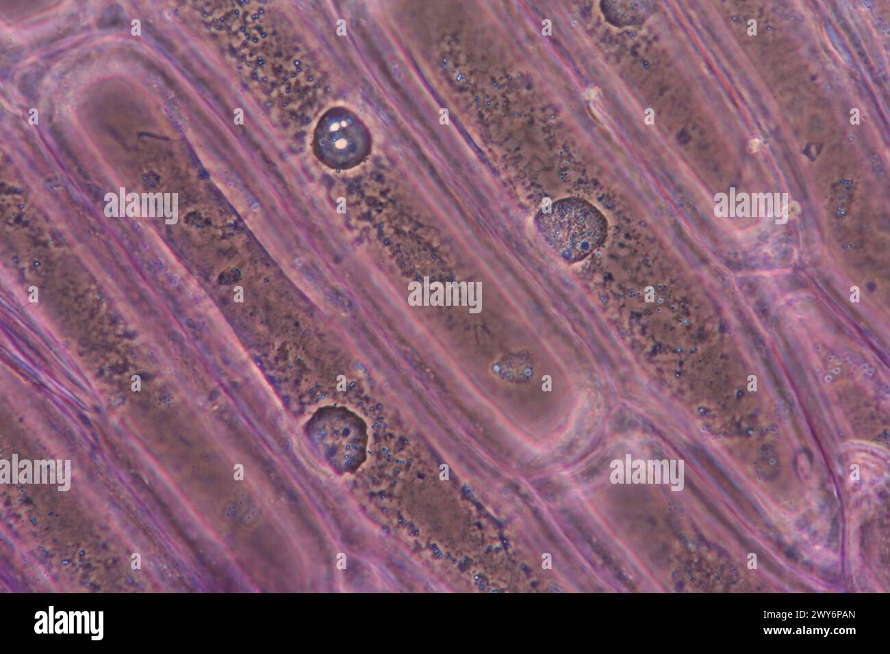 onion cells under microscope Stock Photo - Alamy onion cells under microscope Stock Photo - Alamy