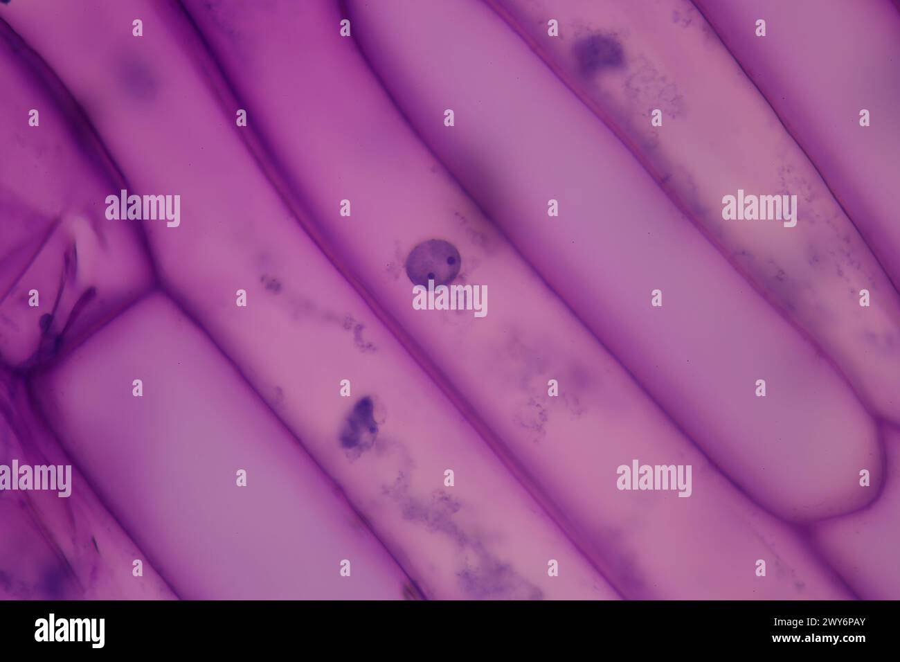 Onion cells hi-res stock photography and images - Alamy