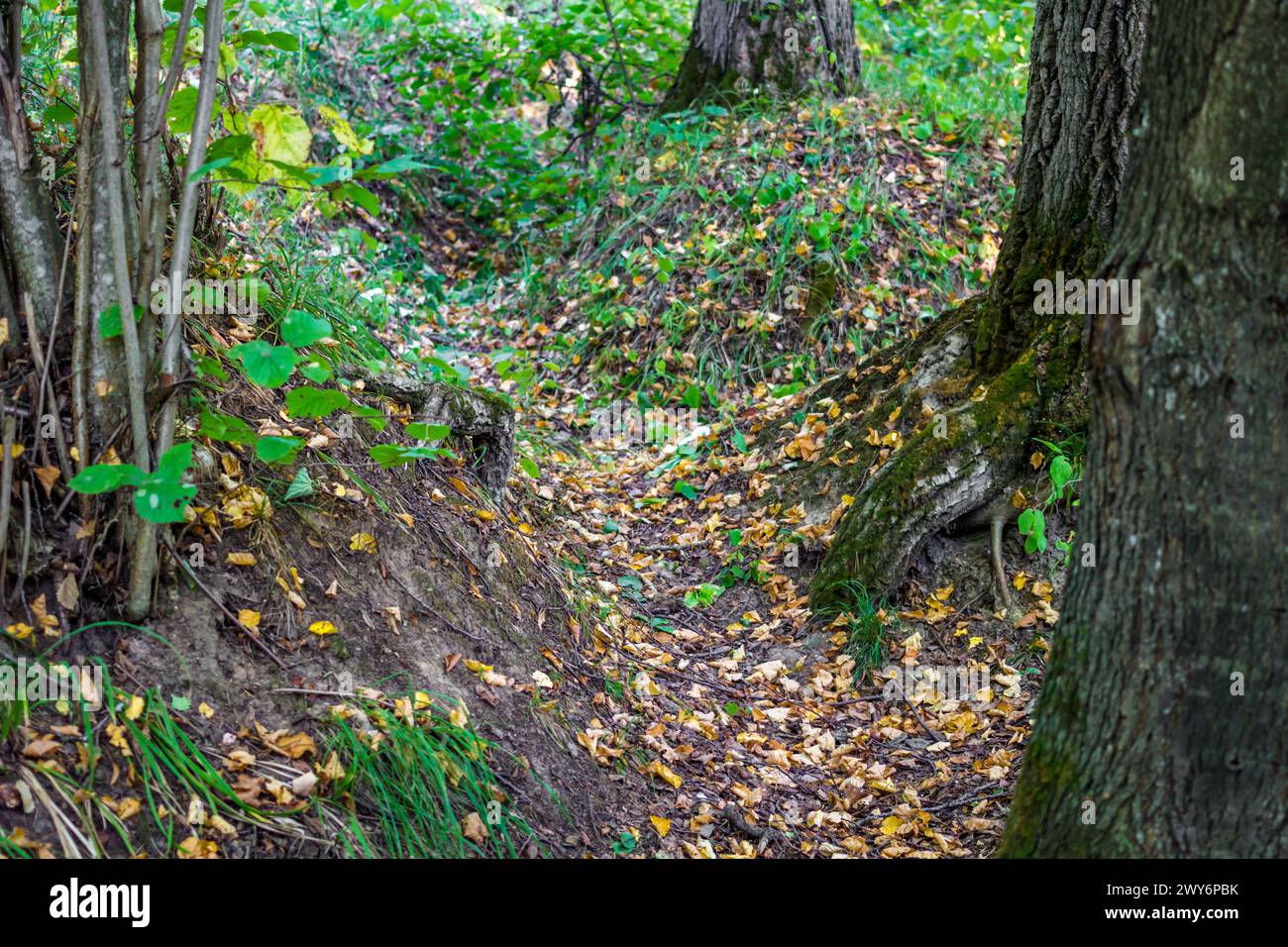 Old trenches in the forest of the Second World War (Great Patriotic War ...