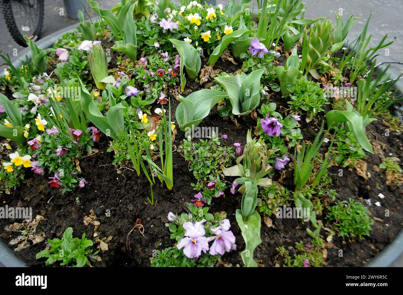 Copenhagen, Denmark /04 April 2024/Flower plants and pots in danish ...