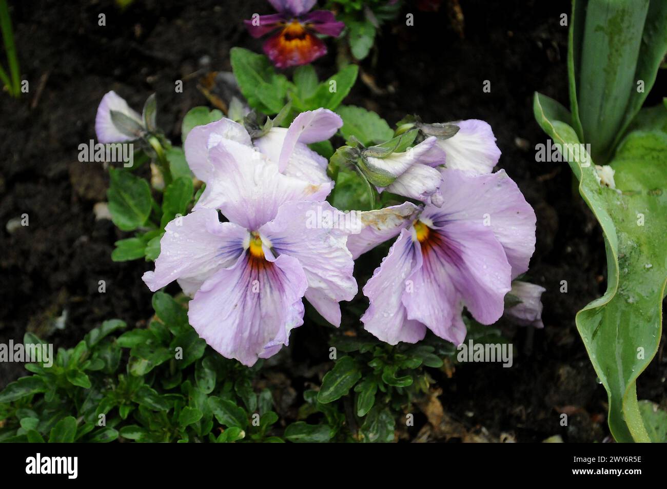 Copenhagen, Denmark /04 April 2024/Flower plants and pots in danish ...