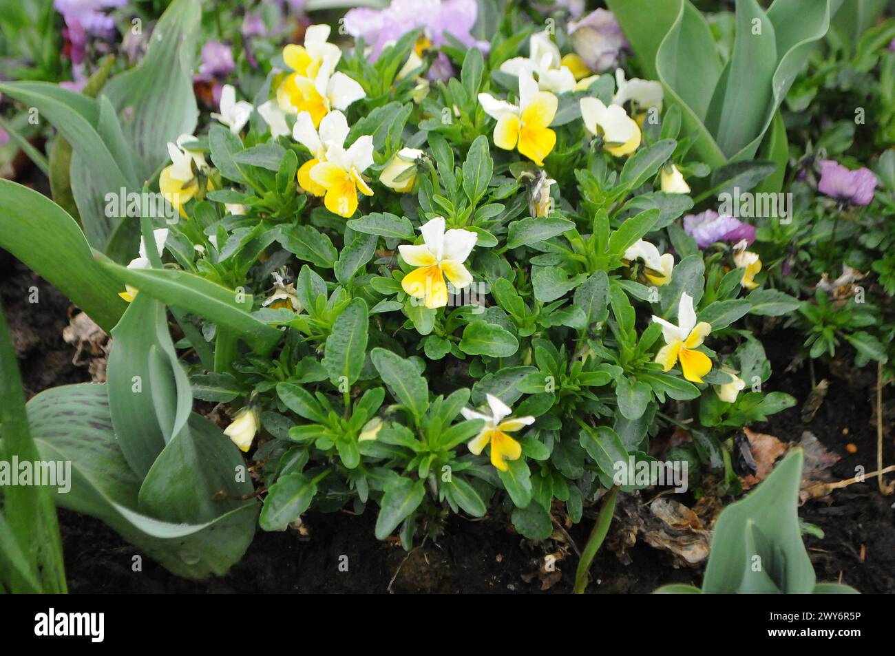 Copenhagen, Denmark /04 April 2024/Flower plants and pots in danish ...