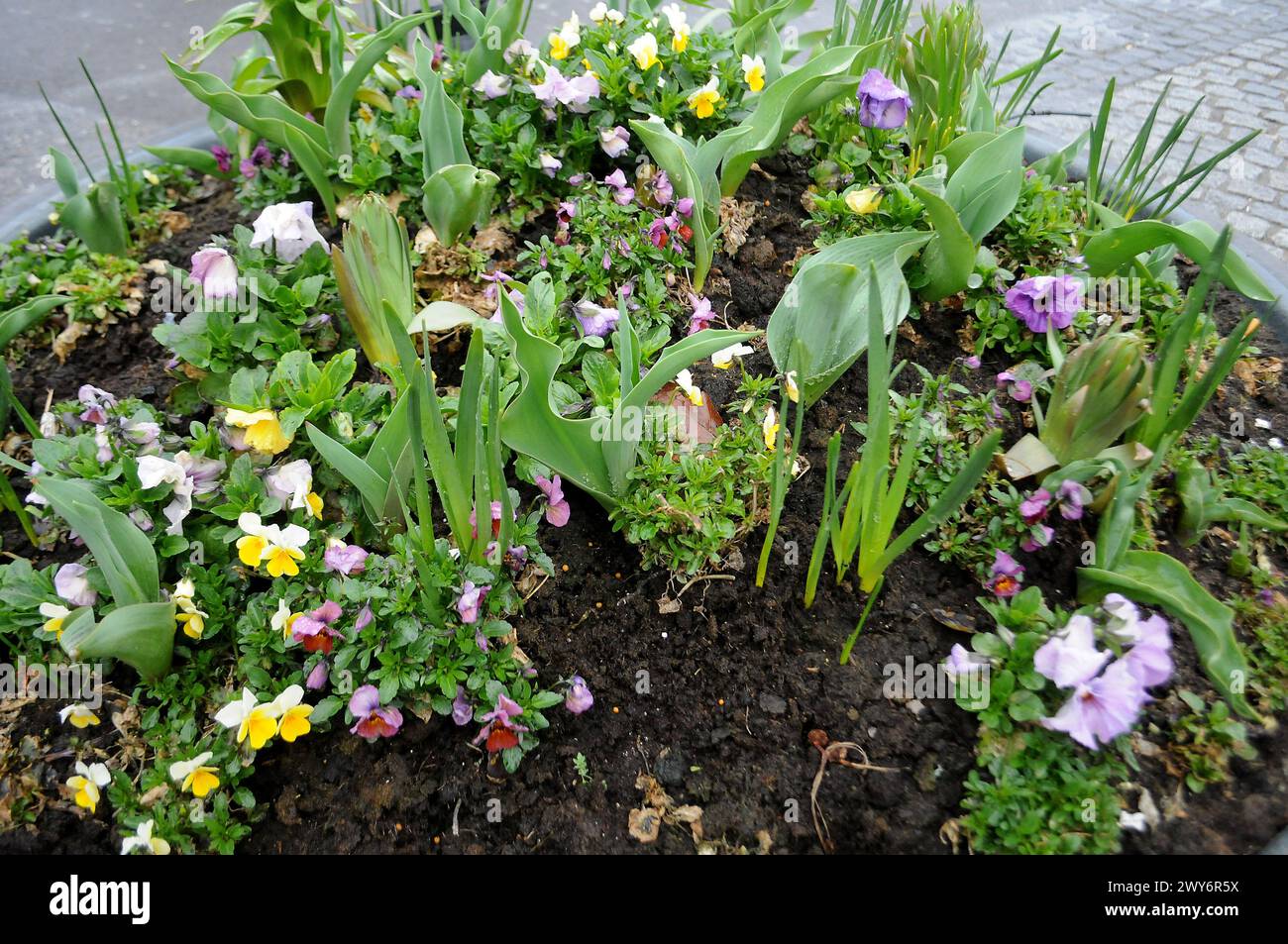 Copenhagen, Denmark /04 April 2024/Flower plants and pots in danish ...