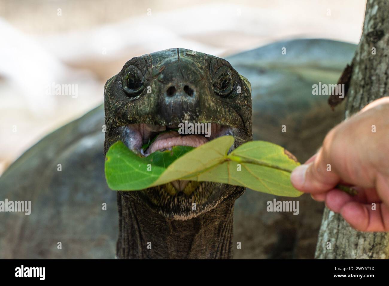 Seychelles giant tortoise eating Stock Photo - Alamy