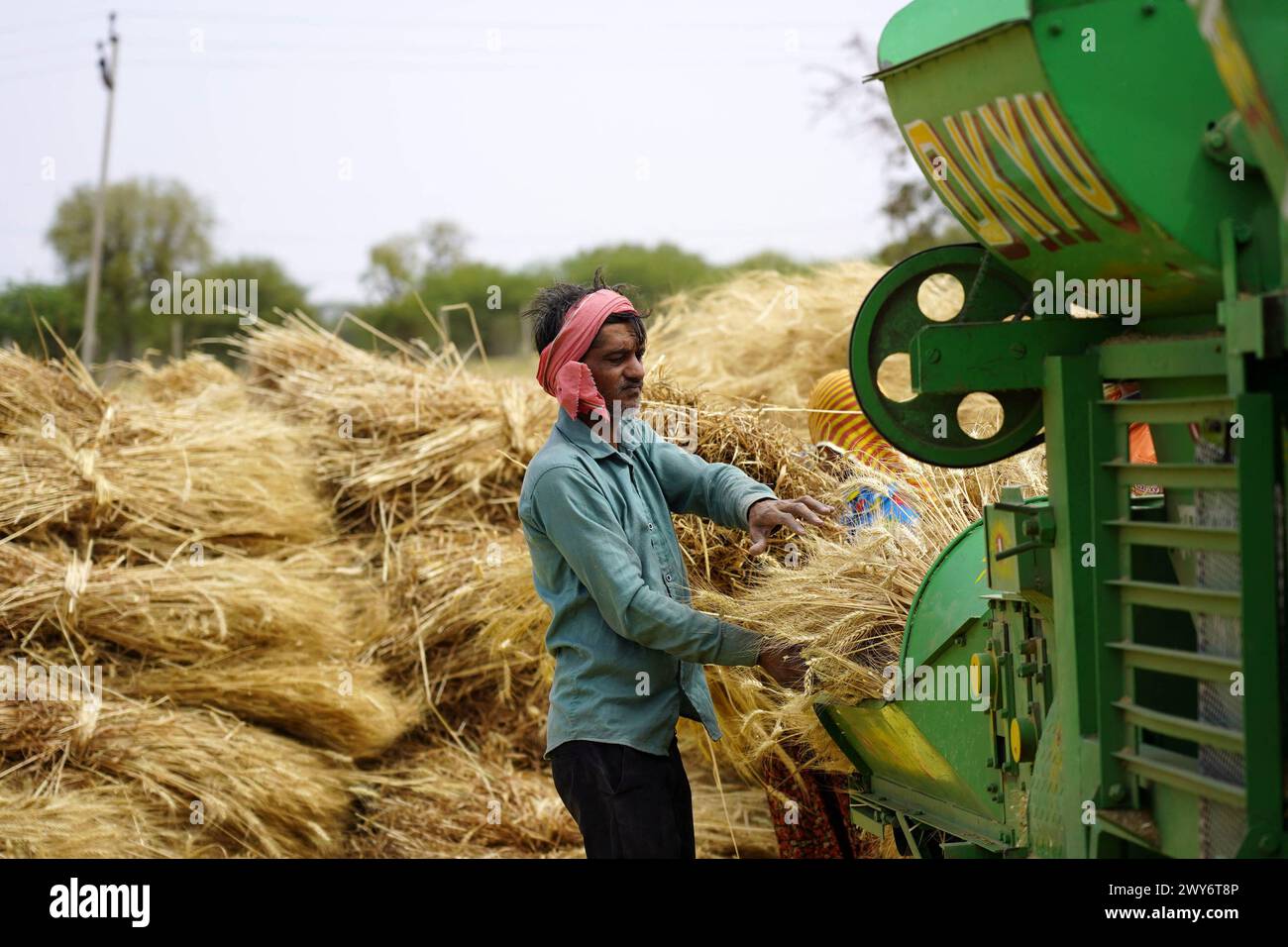 Indian farmer threshes the harvested wheat crop in the outskirts ...