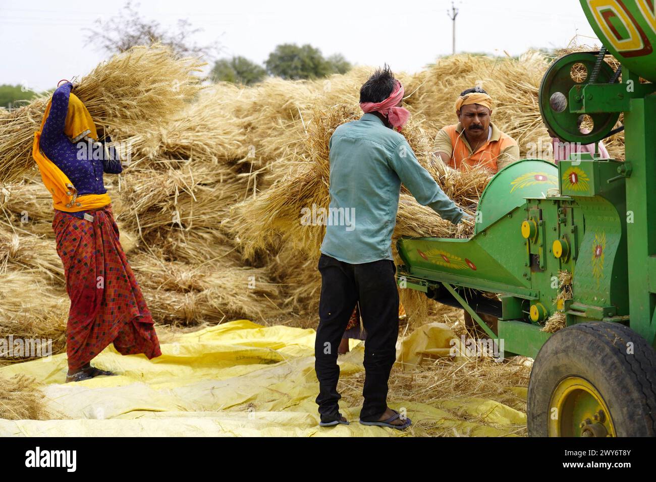 India. 03rd Apr, 2024. Indian farmer threshes the harvested wheat crop ...