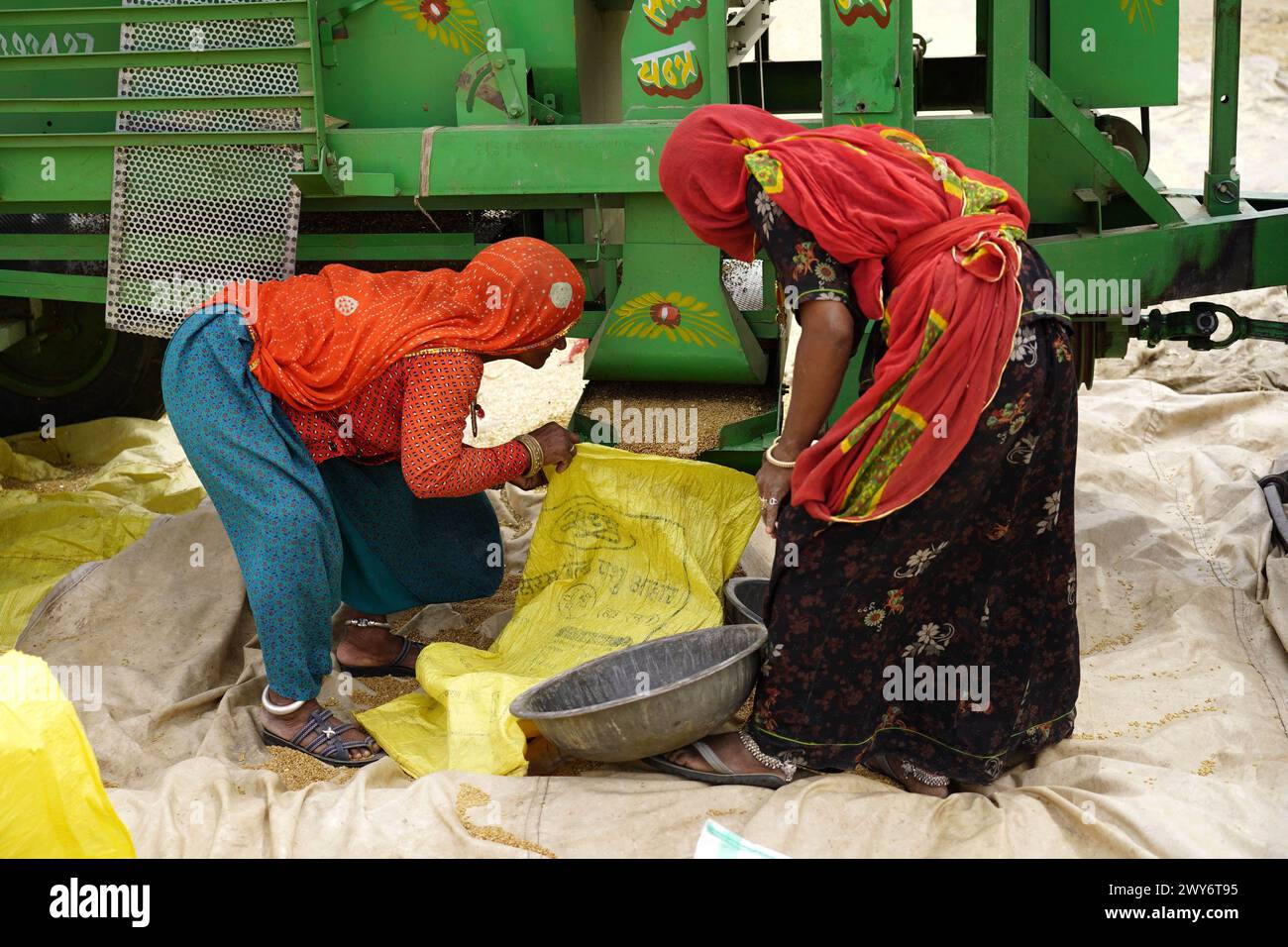 Indian farmer threshes the harvested wheat crop in the outskirts ...