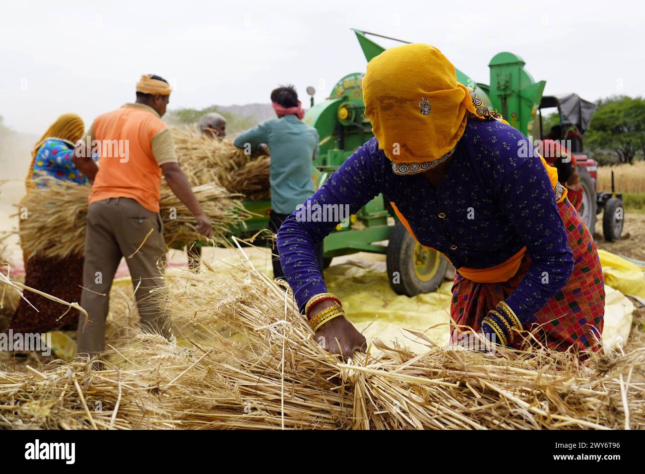 India. 03rd Apr, 2024. Indian farmer threshes the harvested wheat crop ...