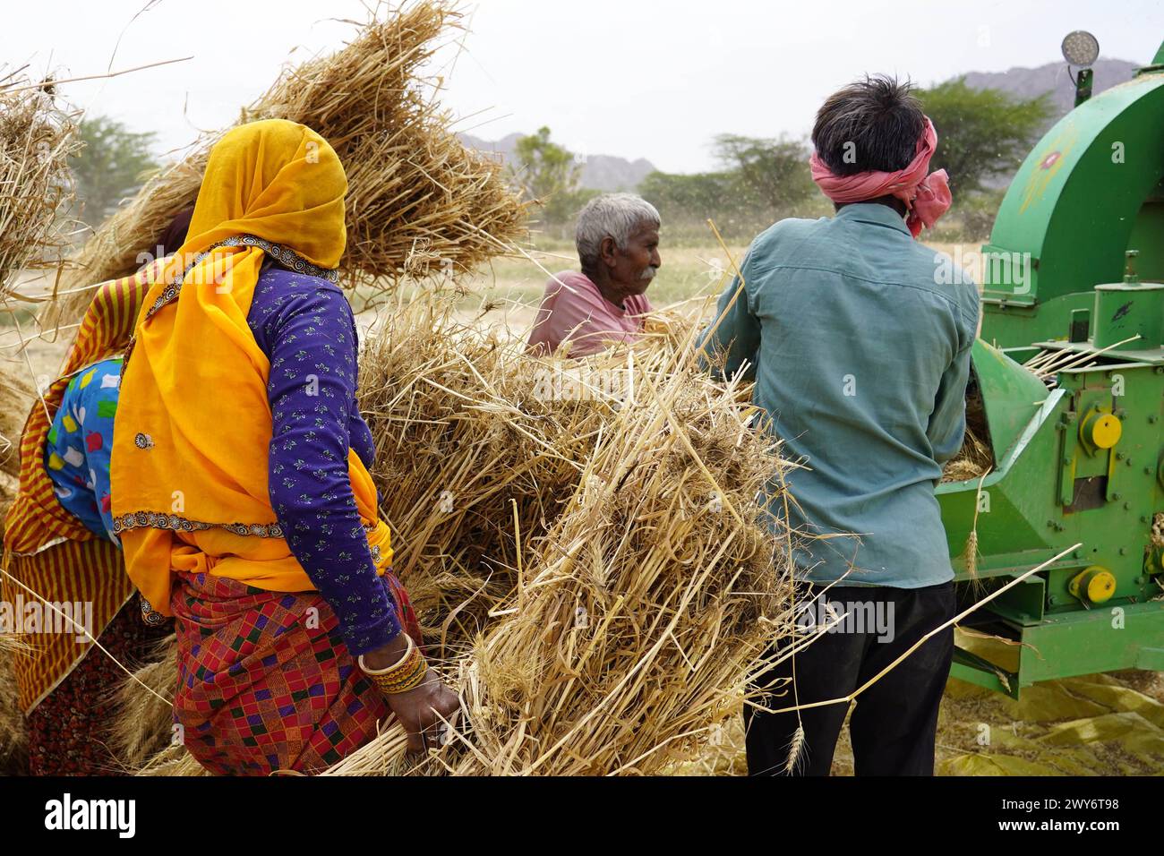 Indian farmer threshes the harvested wheat crop in the outskirts ...