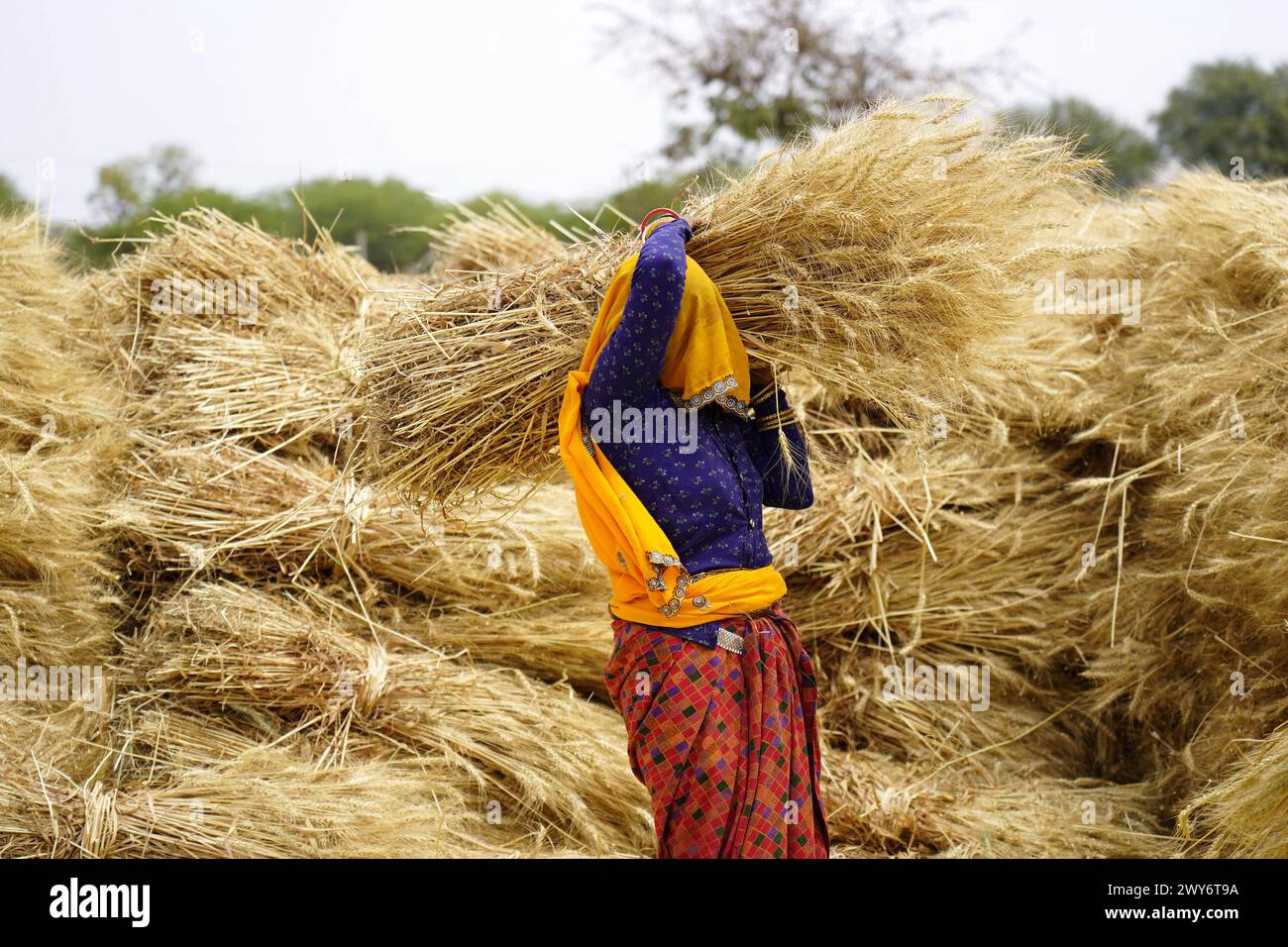 Indian farmer threshes the harvested wheat crop in the outskirts ...