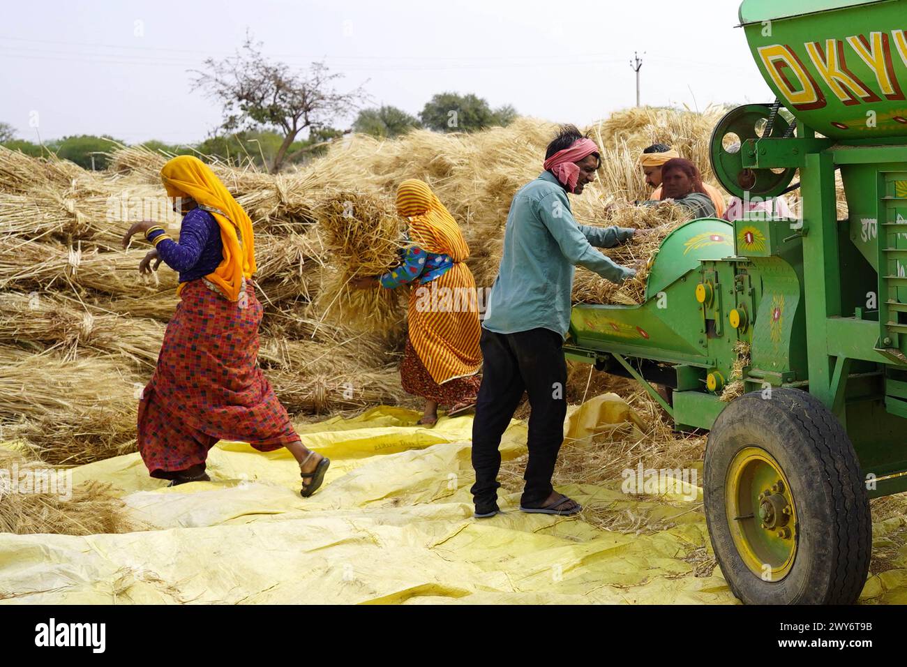 Indian farmer threshes the harvested wheat crop in the outskirts ...