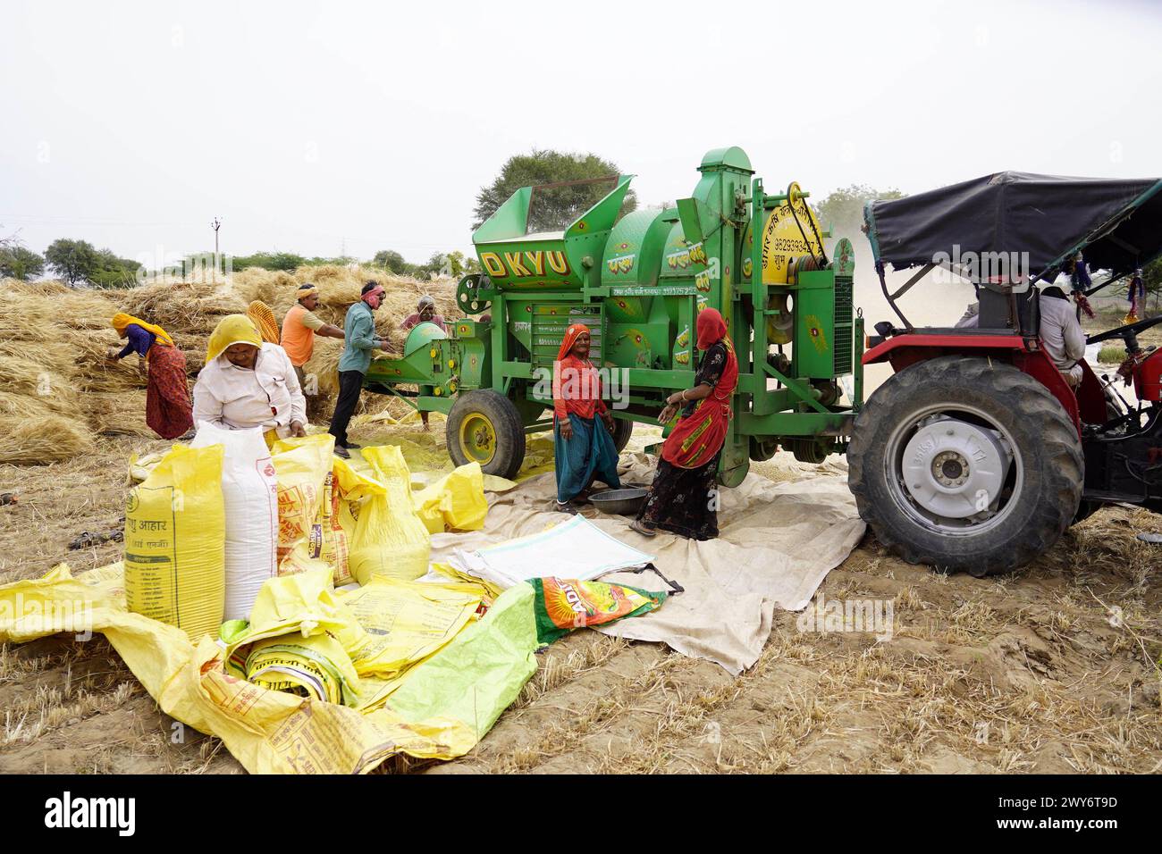 Indian farmer threshes the harvested wheat crop in the outskirts ...