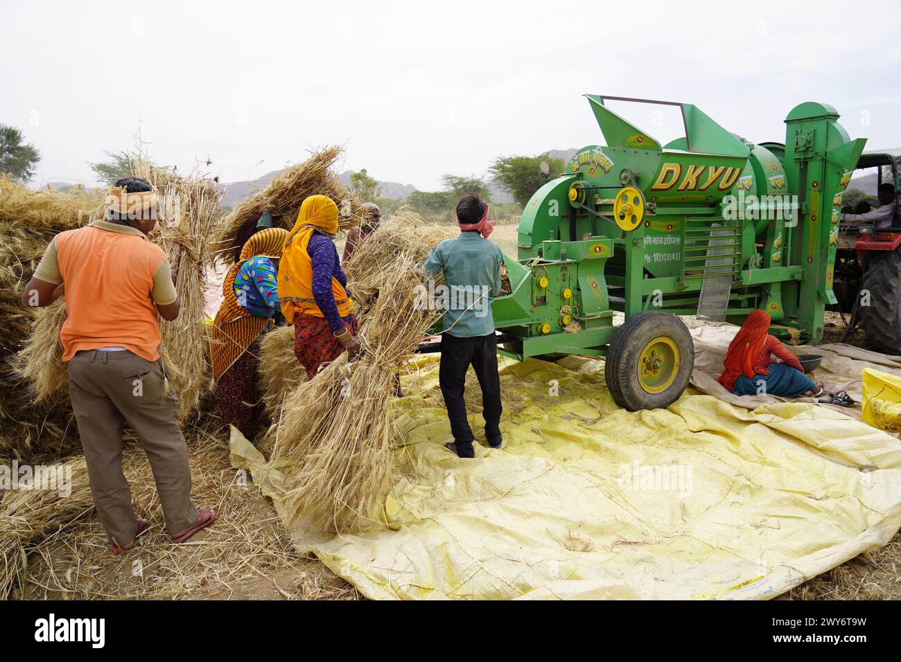India. 03rd Apr, 2024. Indian farmer threshes the harvested wheat crop ...