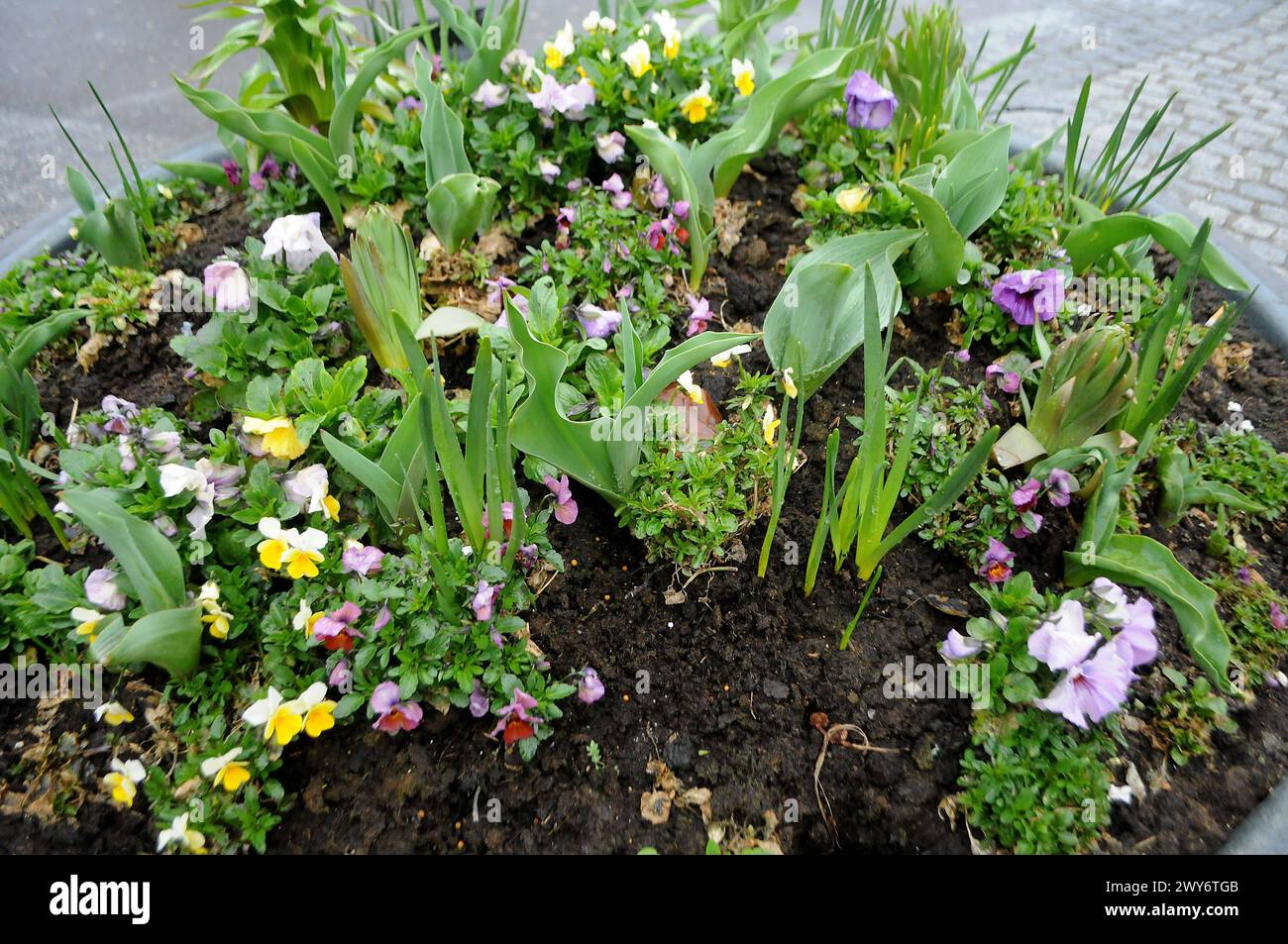 Copenhagen, Denmark /04 April 2024/Flower plants and pots in danish ...