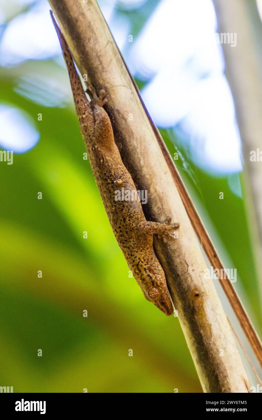 Bronzegecko hi-res stock photography and images - Alamy