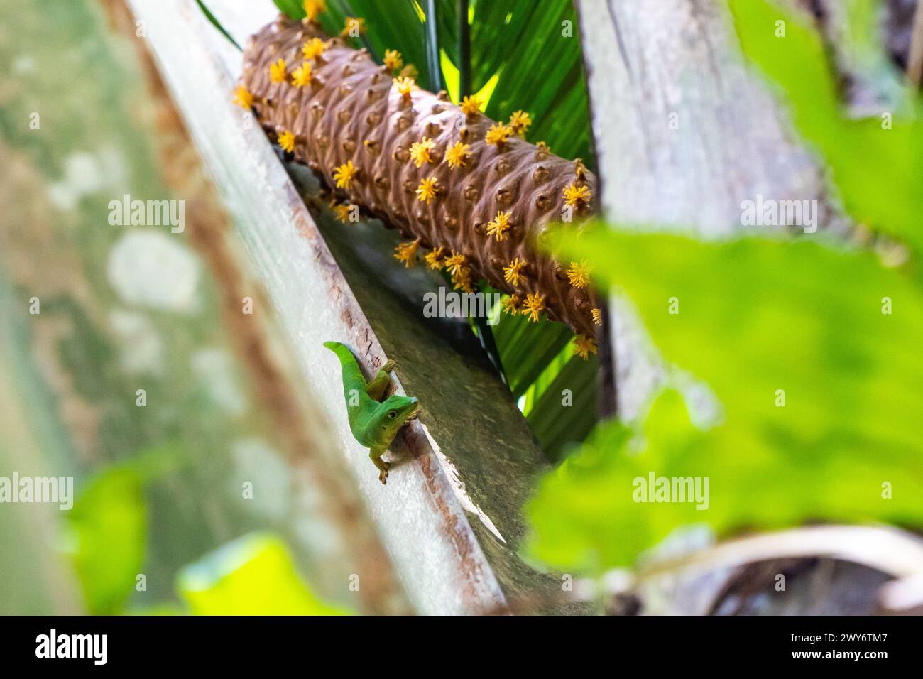 Green gecko on a Coco De Mer, Vallee de Mai, Praslin, Seychelles Stock ...