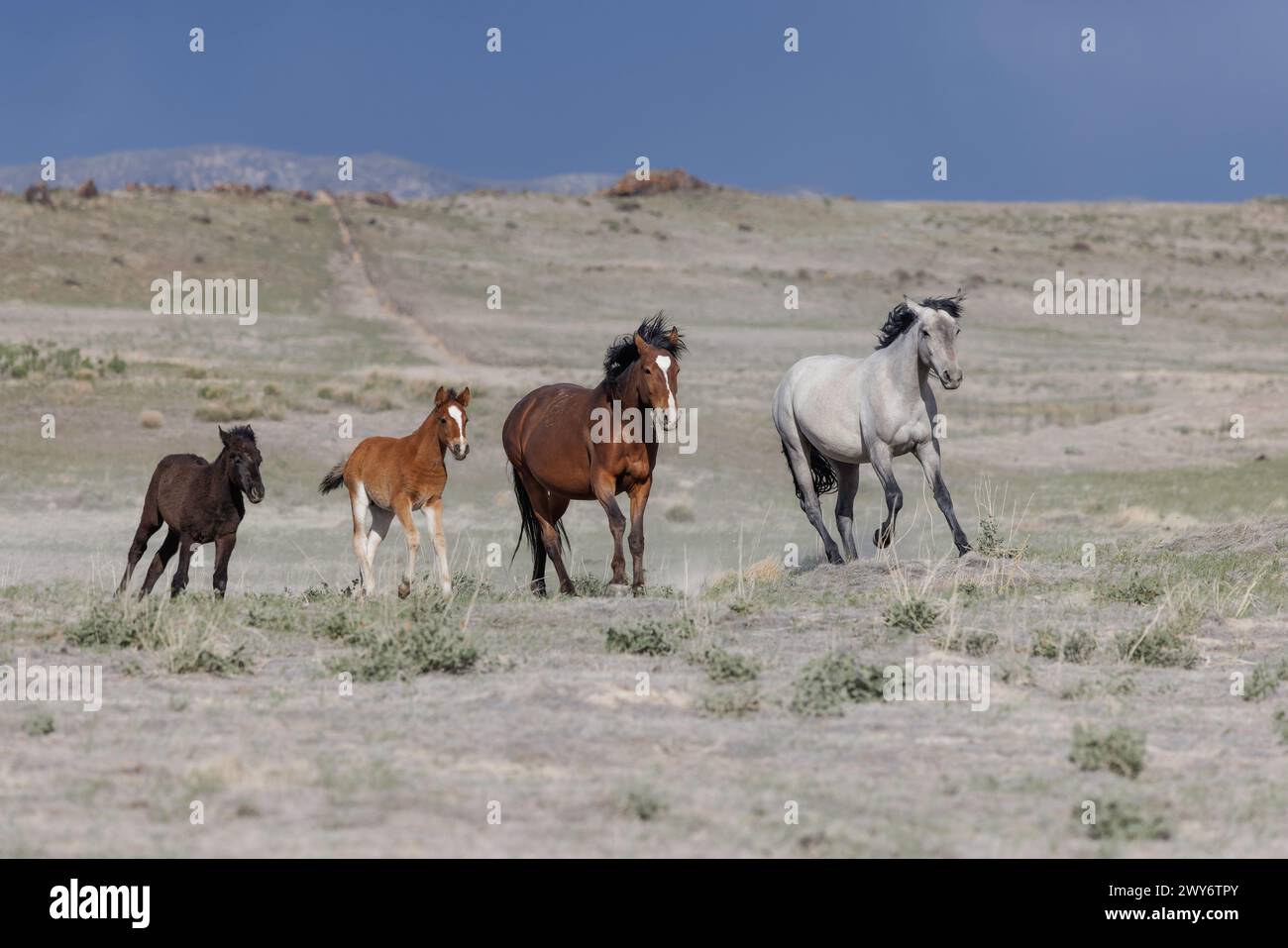 The Onaqui Mountain wild horse herd have a slight to moderate build and ...