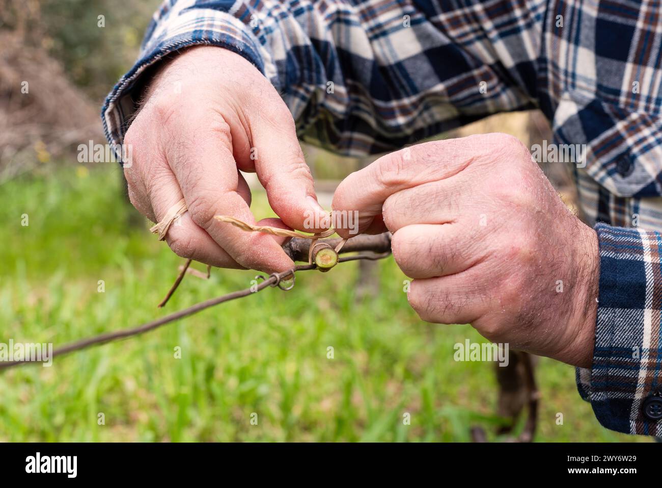 The ligature. Winemaker ties the new shoot to the wire after pruning ...