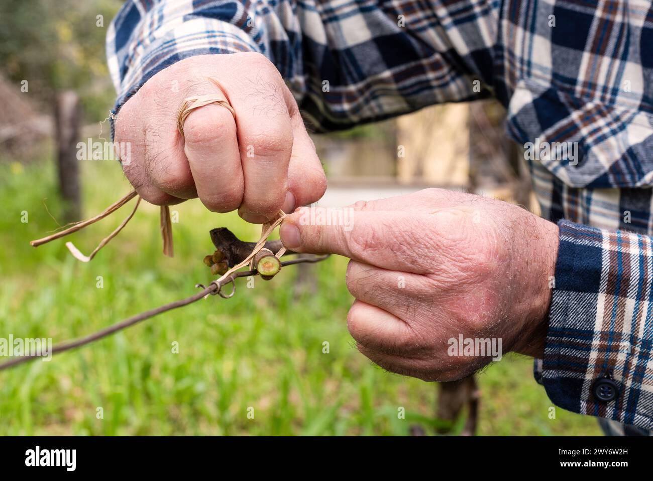 The ligature. Winemaker ties the new shoot to the wire after pruning ...