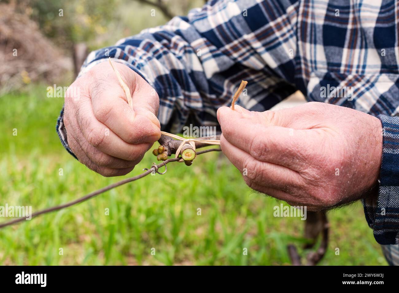 The ligature. Winemaker ties the new shoot to the wire after pruning ...