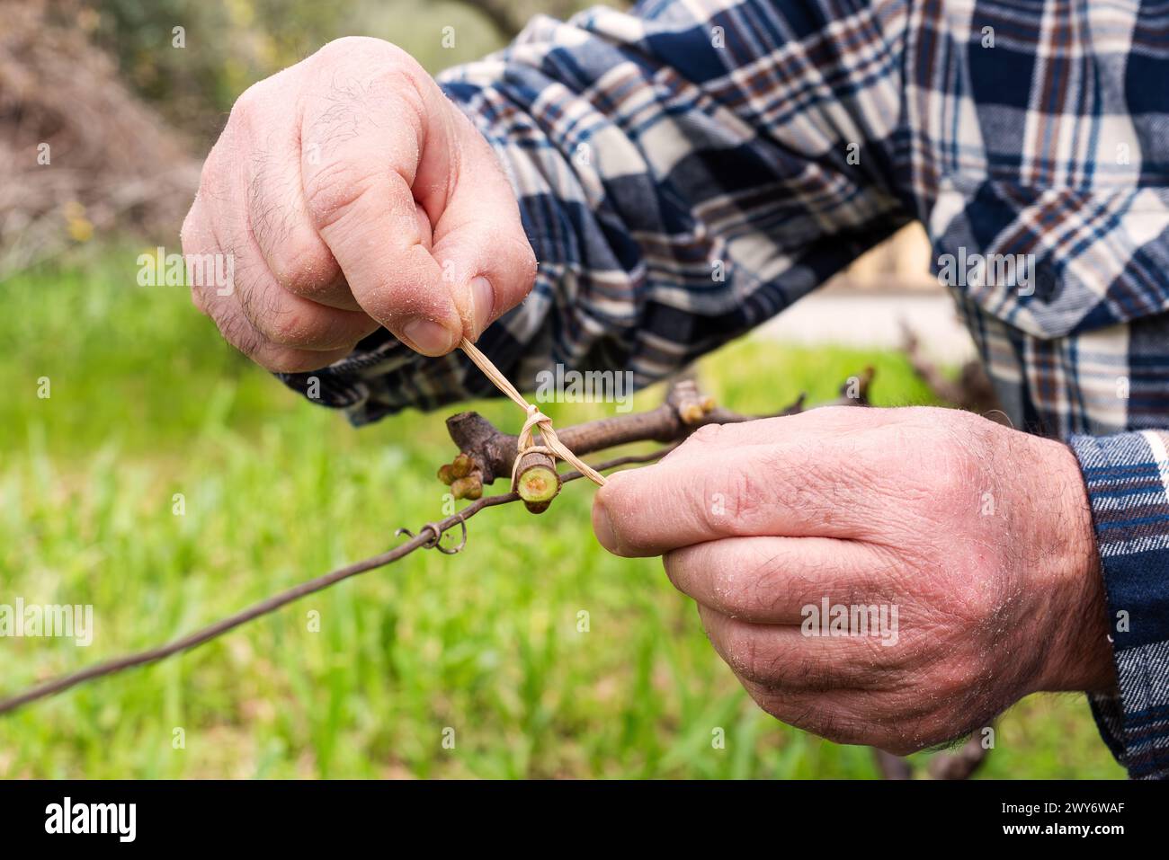 The ligature. Winemaker ties the new shoot to the wire after pruning ...