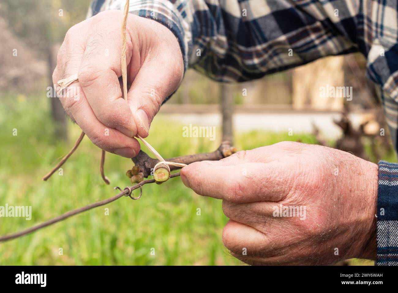 The ligature. Winemaker ties the new shoot to the wire after pruning ...