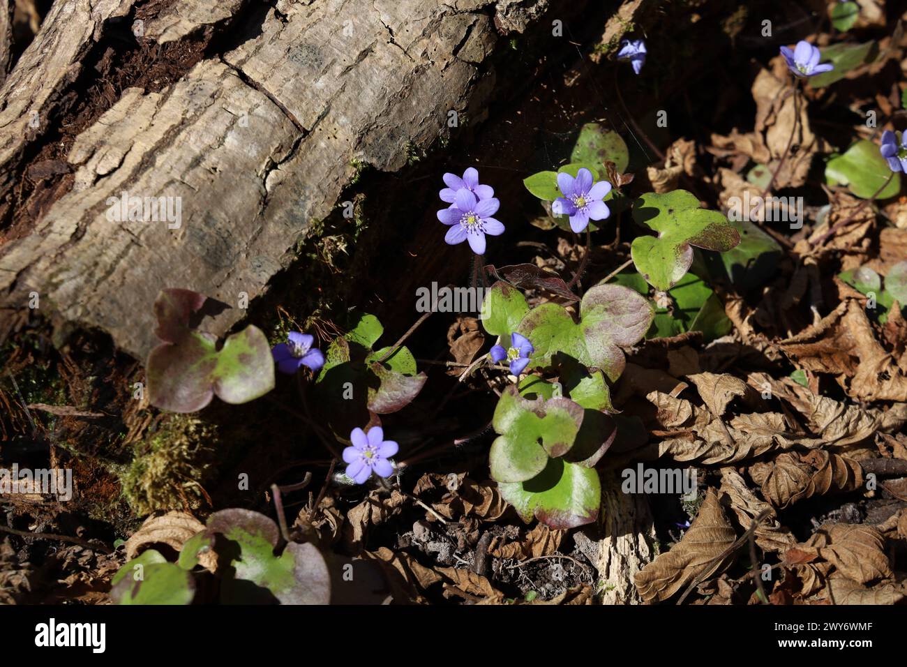 Anemone hepatica flower in early spring Stock Photo - Alamy