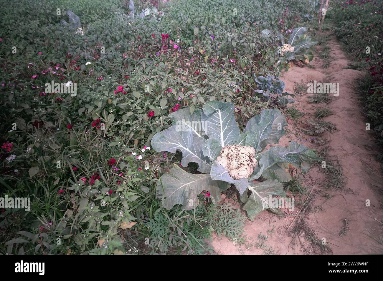 Cauliflower, vegetable in the species Brassica oleracea in the genus ...