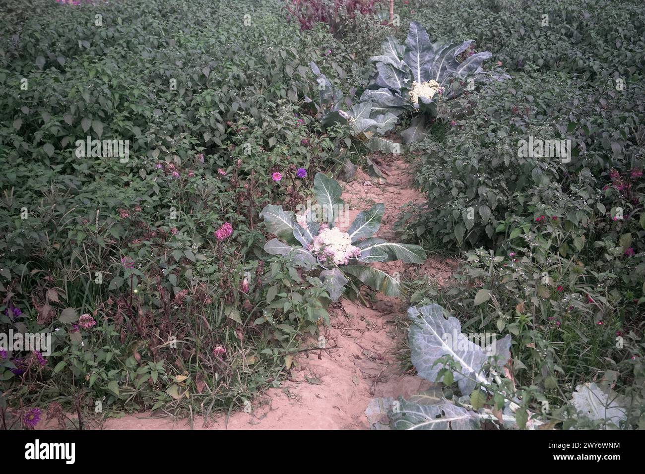 Cauliflower, vegetable in the species Brassica oleracea in the genus ...