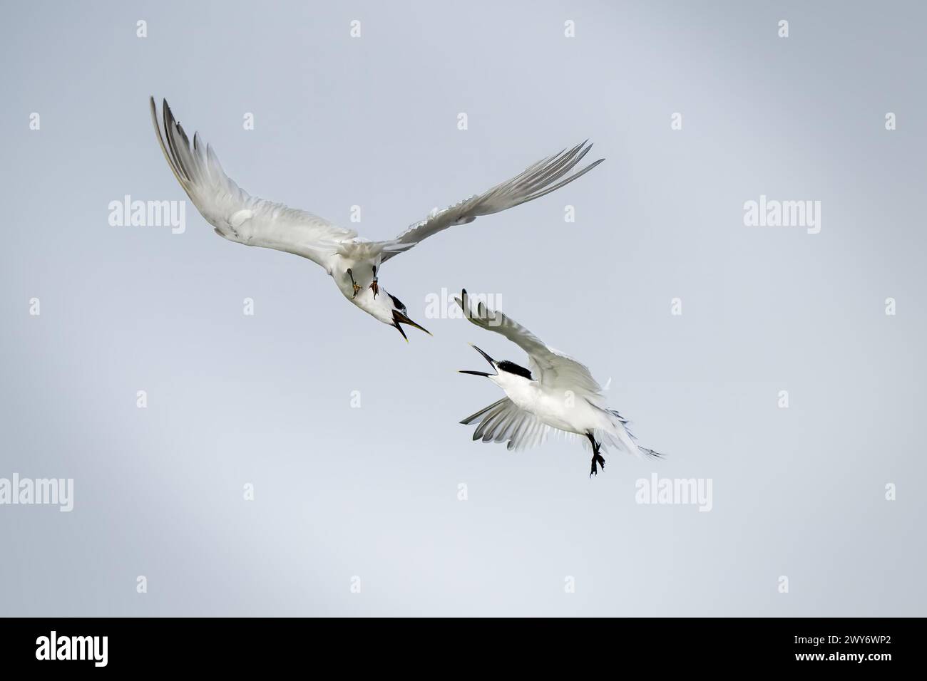 Birds flight wings hi-res stock photography and images - Alamy