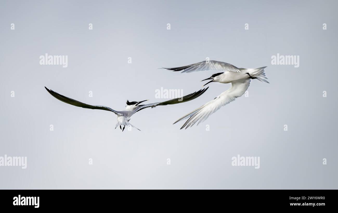 Two birds flying closely in a clear sky Stock Photo - Alamy