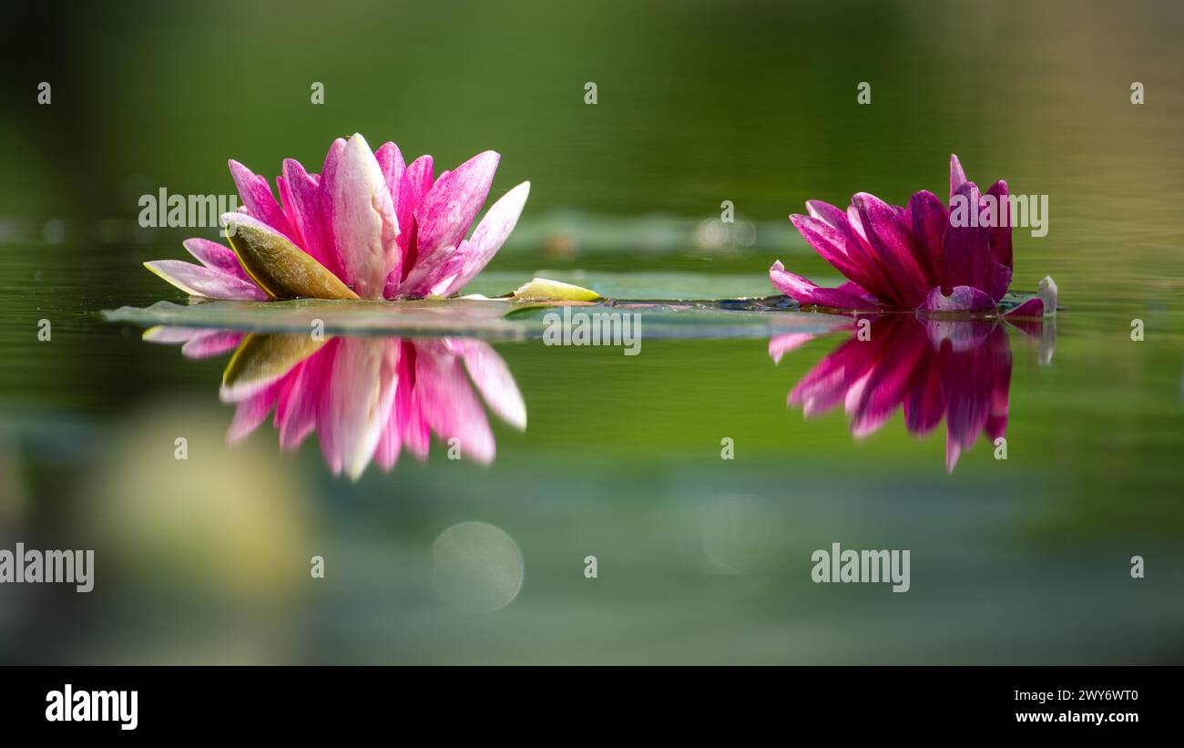 Reflection water flowers hi-res stock photography and images - Alamy