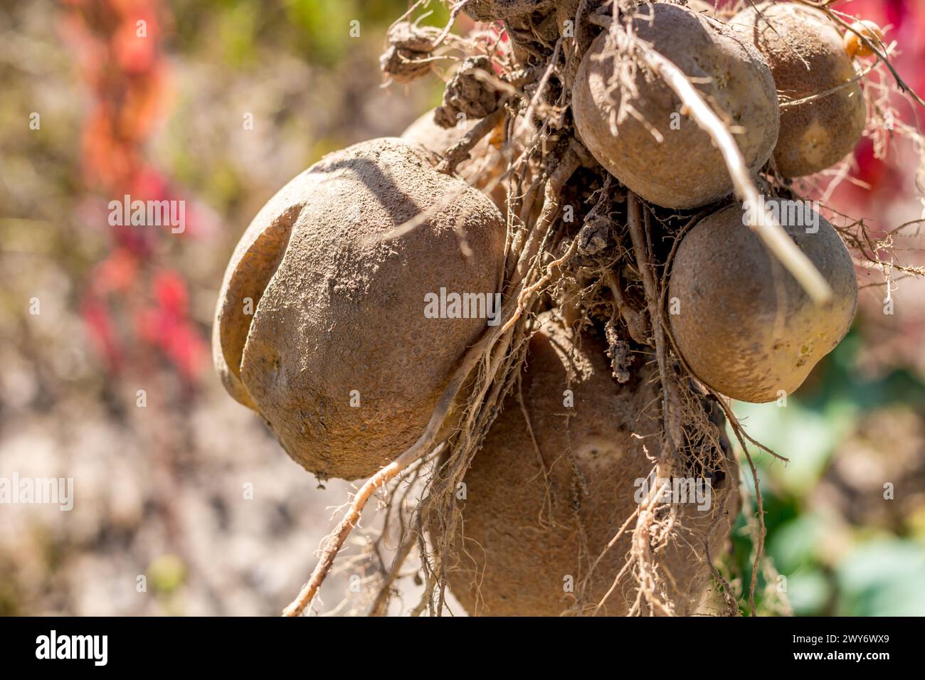 Potato tuber after harvesting Stock Photo - Alamy