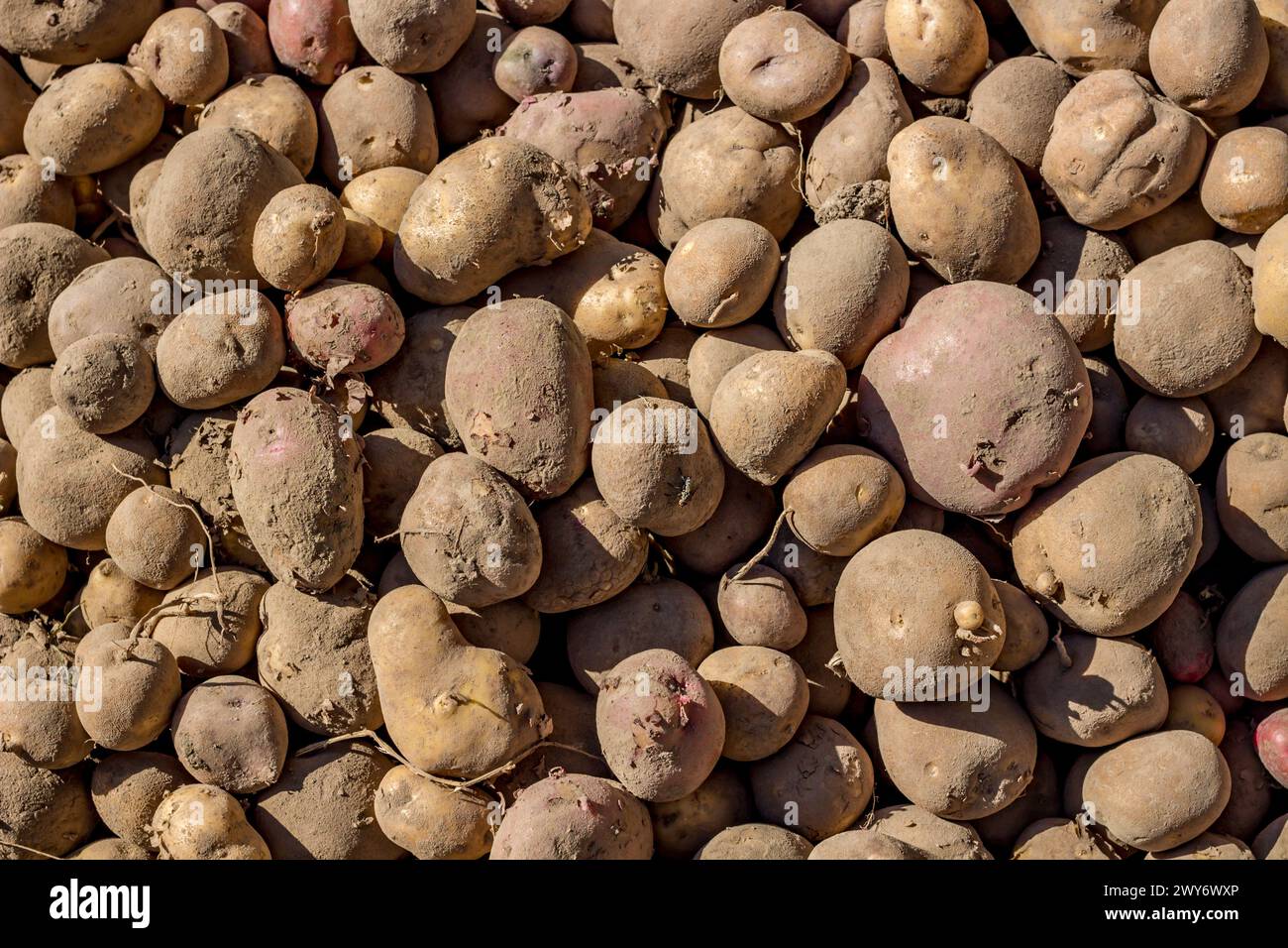 Unwashed potatoes after harvesting Stock Photo - Alamy