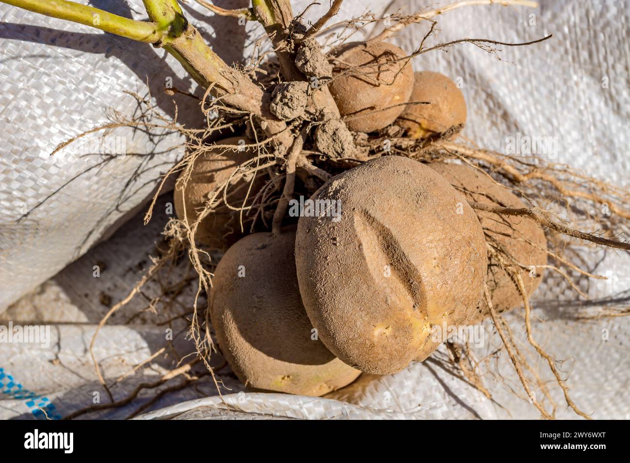 Potato tuber after harvesting Stock Photo - Alamy