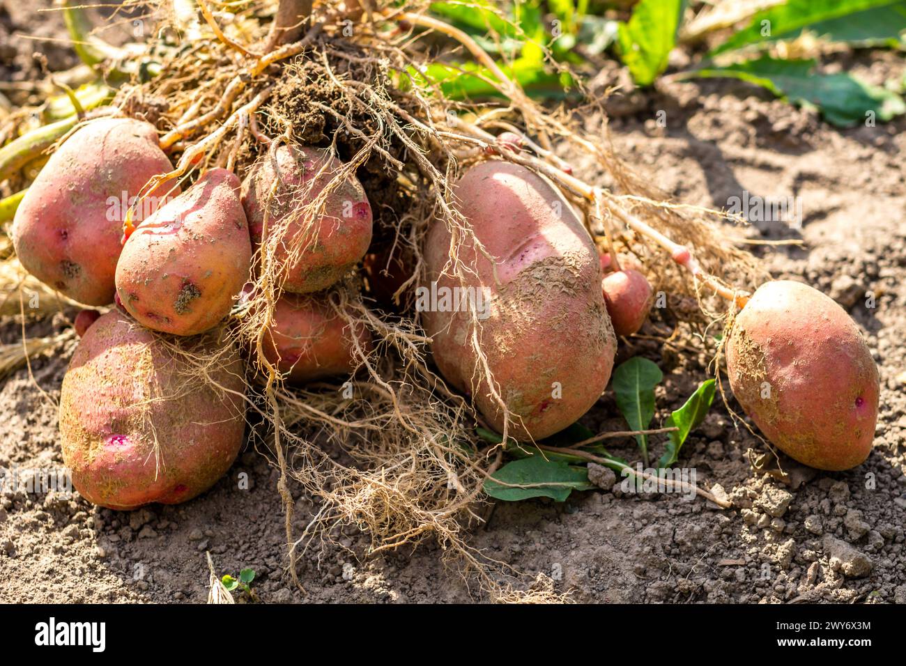 Potato tuber after harvesting, zhuravinka variety Stock Photo - Alamy